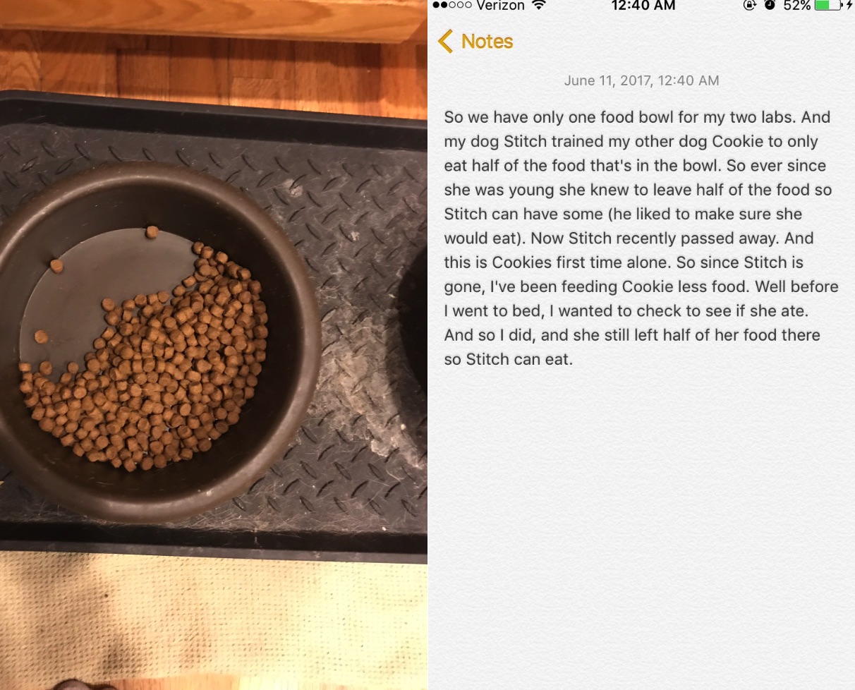 A half-empty dog bowl – McGST