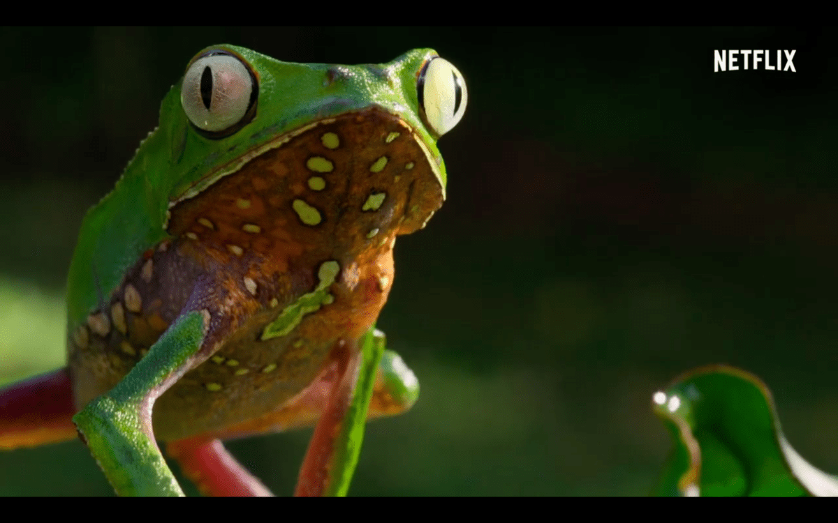 Educational Documentaries | Netflix – McGST